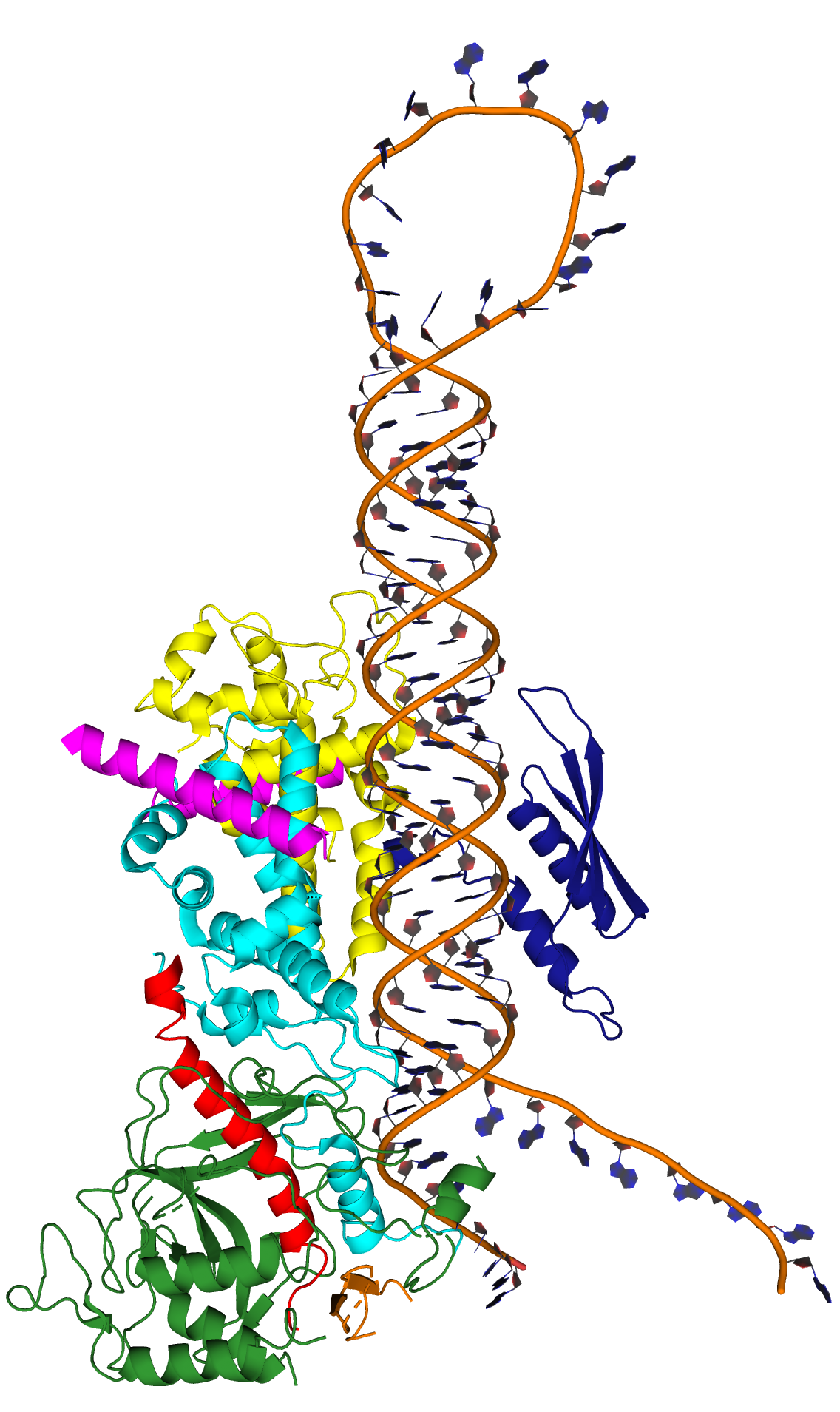Narry Kim Lab | RNA biology – Institute for Basic Science and Seoul ...